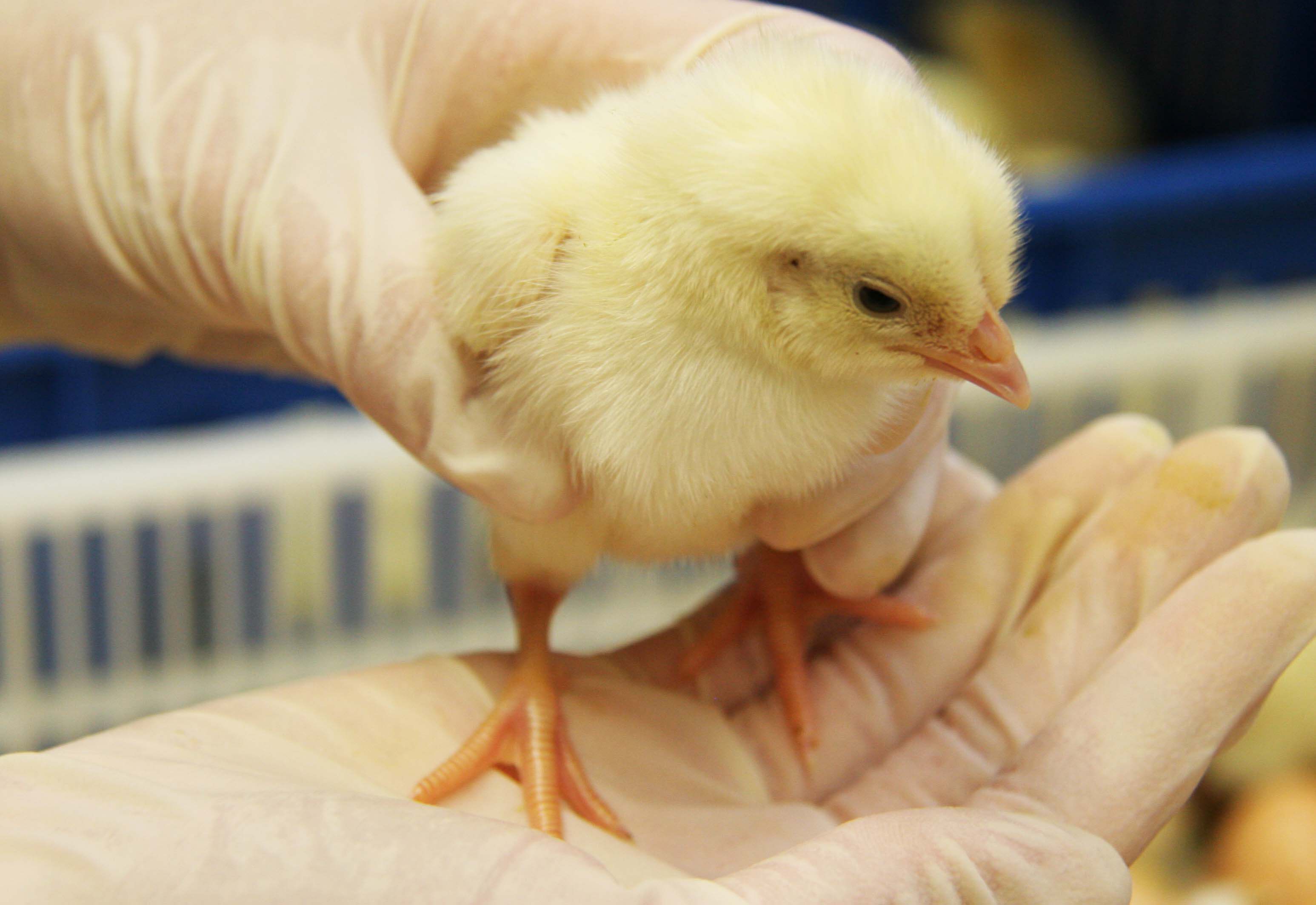 Advances in Animal Sciences - Research | College of Agricultural ...